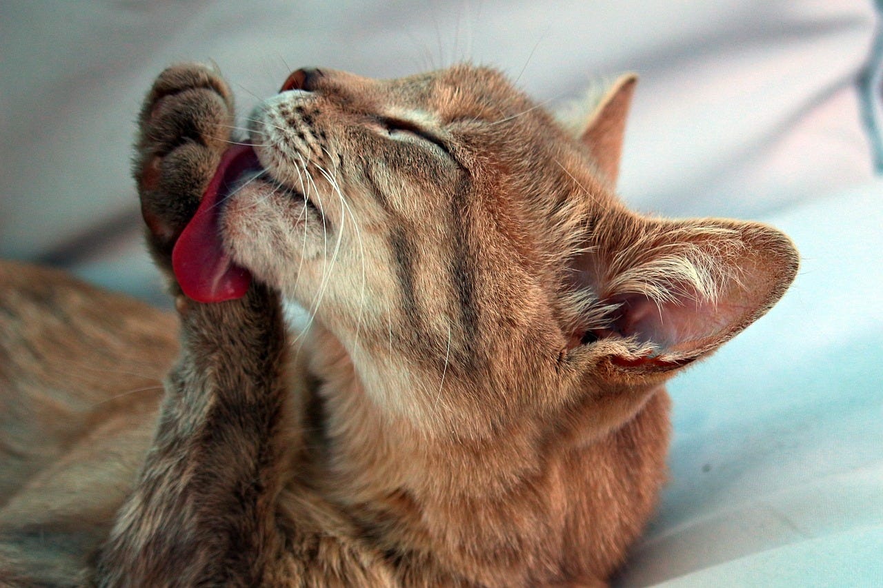 The Heart-Tongue Connection: Why you need to mean what you say, and say ...