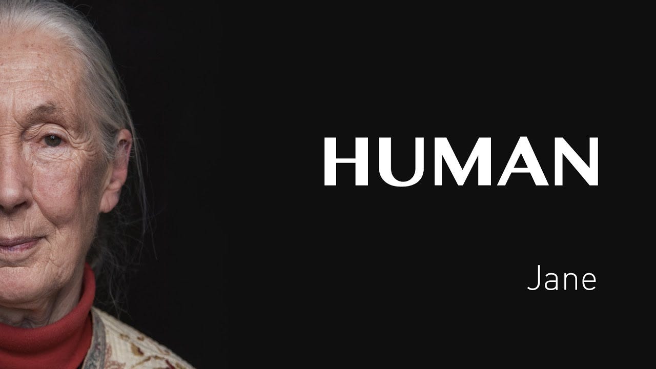 Jane Goodall - by David Deubelbeiss