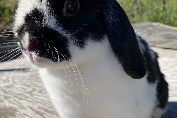 Wild Life with Amy Jay | Substack