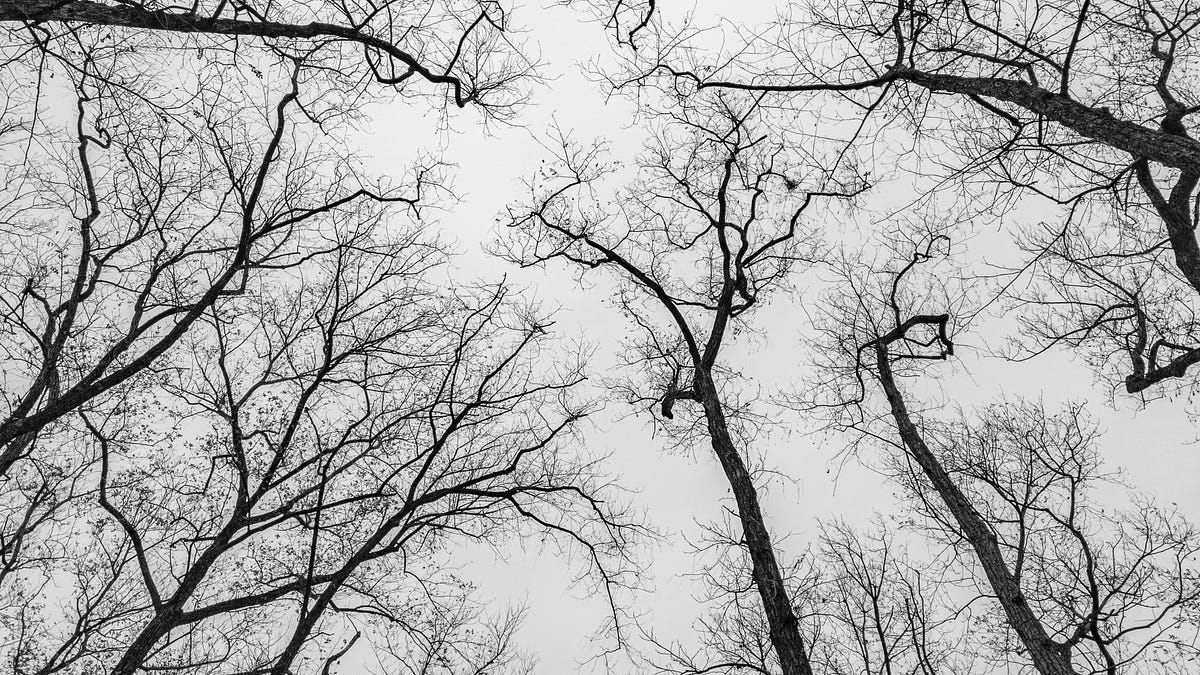 The Japanese Concept of Ma: Finding Spaciousness, Stillness, and ...
