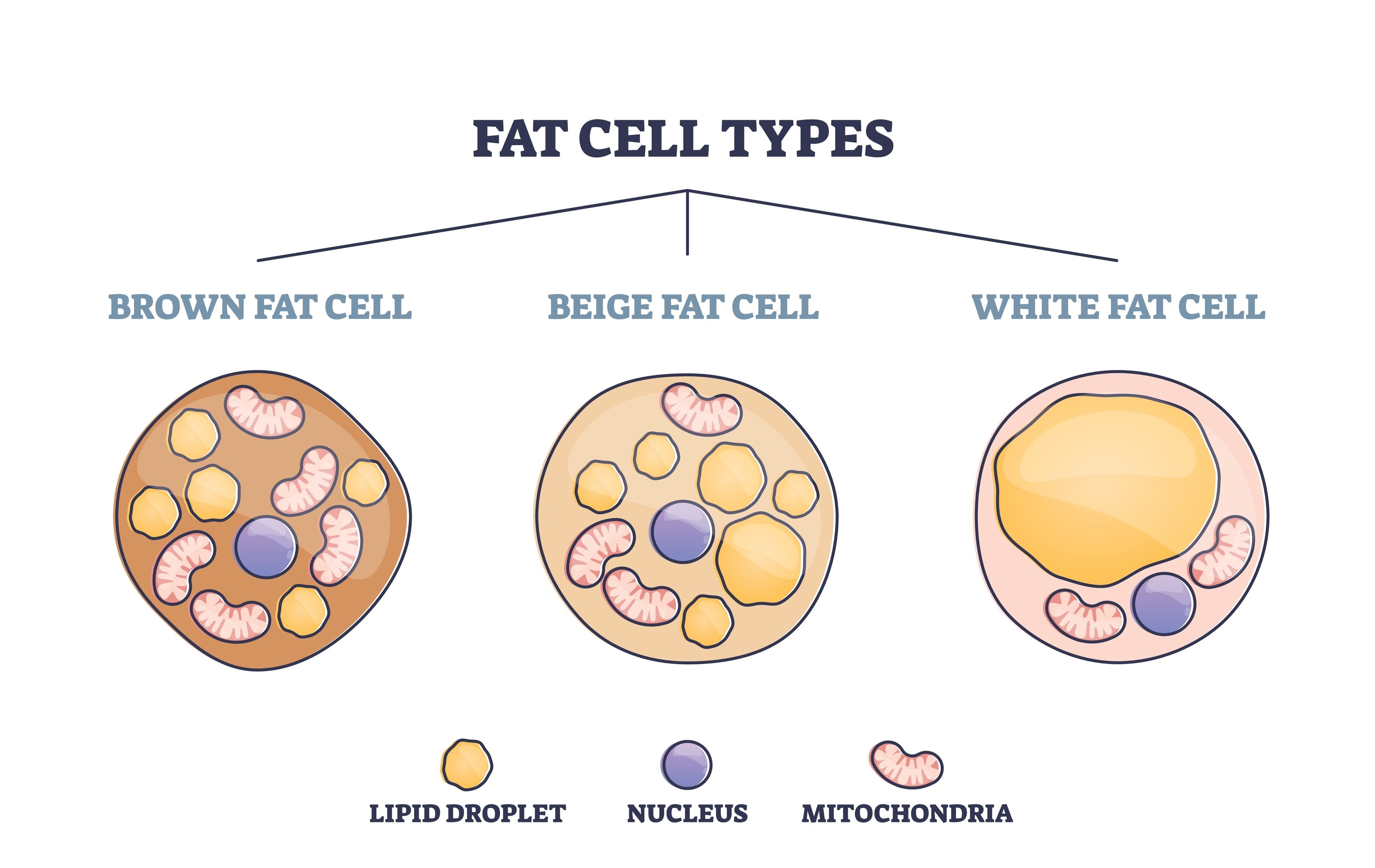The Liposuction Cure: How Your “Spare Tire” Could Be the Weapon That ...