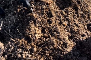 Growing The Flock Up | Natalie Sandoval | Substack