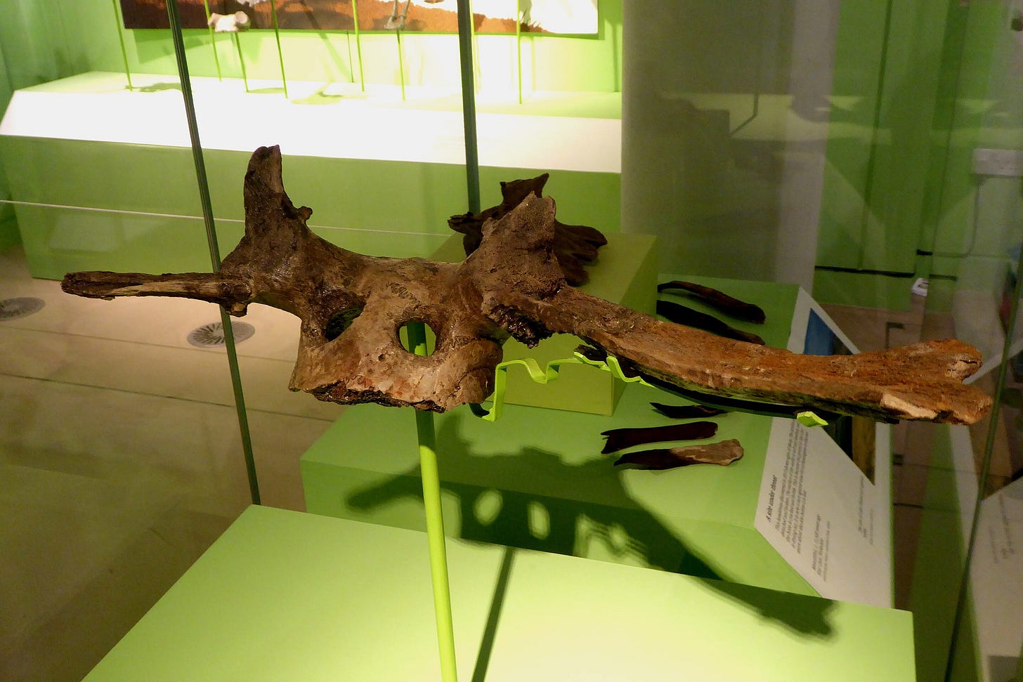 Horned Helmets: Ancient Symbols Across Cultures