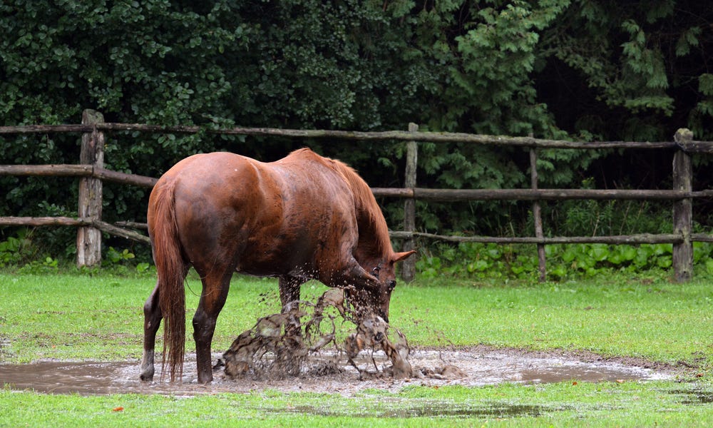 Rain Rot in Horses: Complete Guide to Prevention & Treatment (2025)