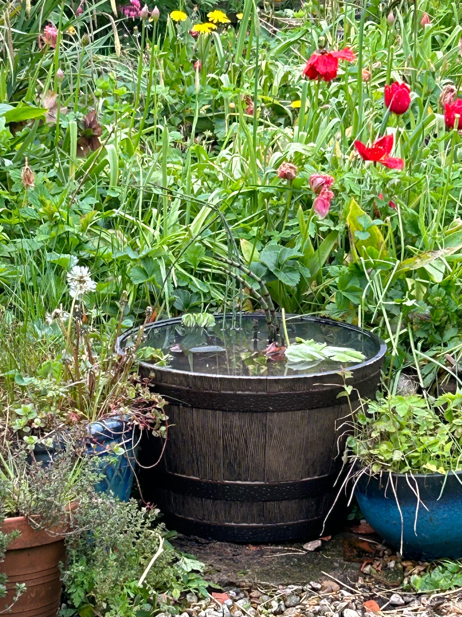5% Off Container Ponds - by Cloud Gardener UK