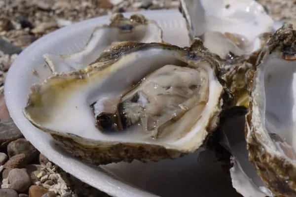 Bylines Network Gazette | Substack