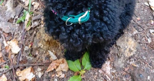 BritishBeautyBlogger | British Beauty Blogger | Substack