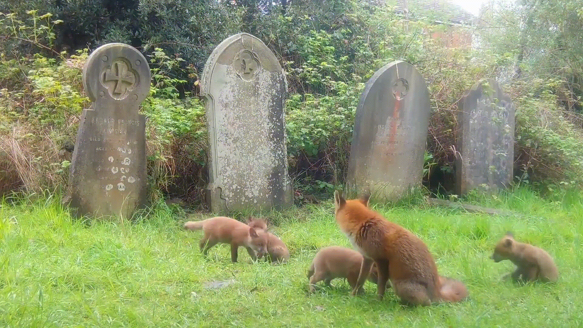 The Graveyard as a Place of Life - by Gildhelm
