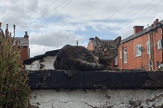 Andrew’s Previews | Andrew Teale | Substack