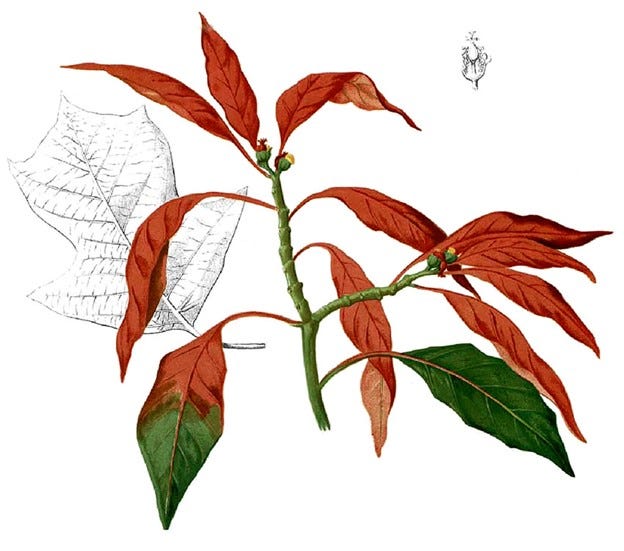 Happy Holidays!! How a Mexican Weed Became the "Christmas Flower"