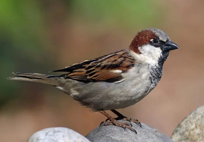 What Does A Sparrow Symbolize? - by ourspiritanimals1