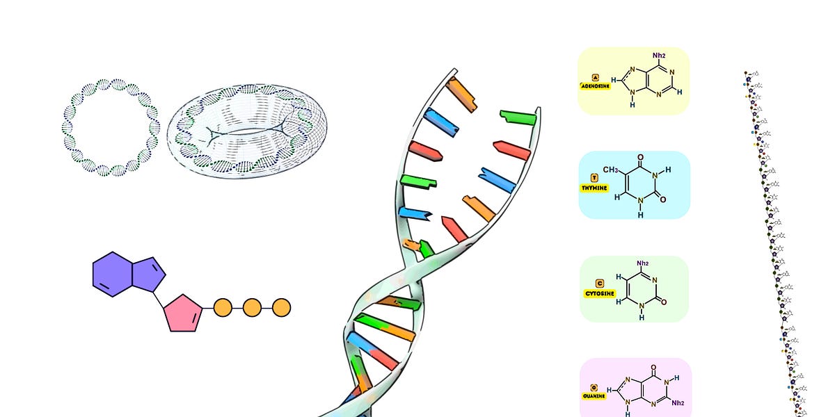 oligonucleotide synthesis protocol