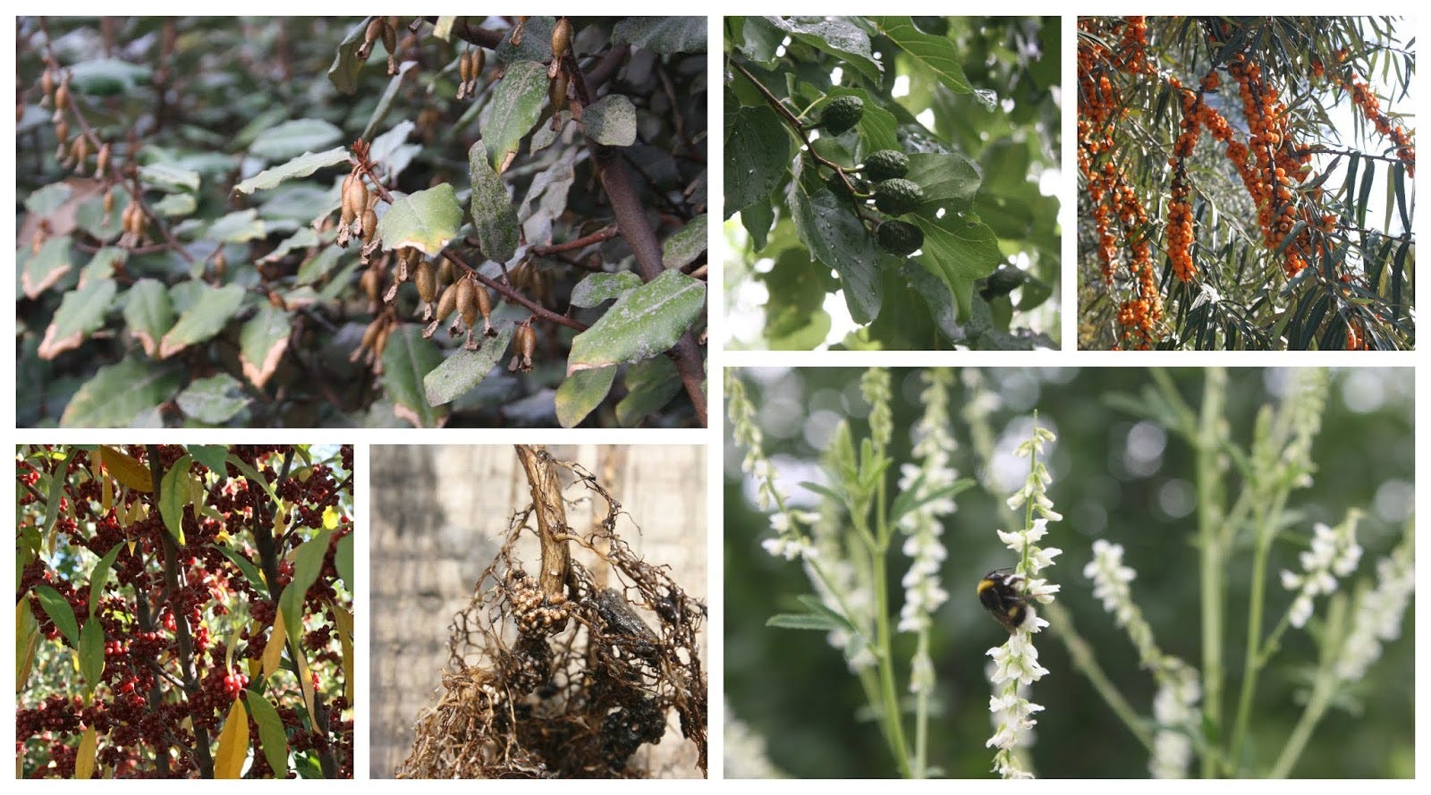 Nitrogen Fixation - How it Works and a Look at Some Super Nitrogen ...