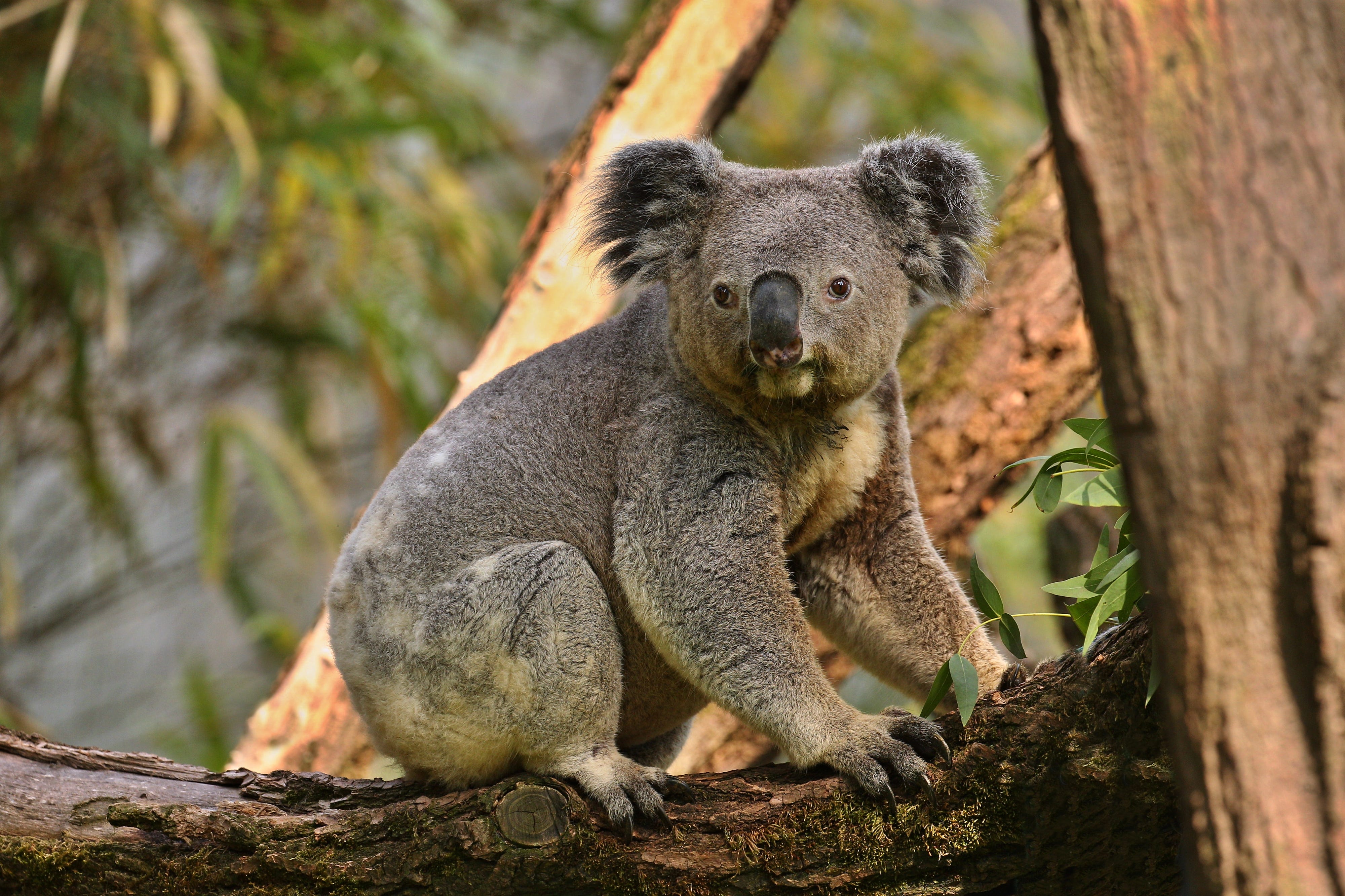 The World's Most USELESS Animal - ANIMALETTER