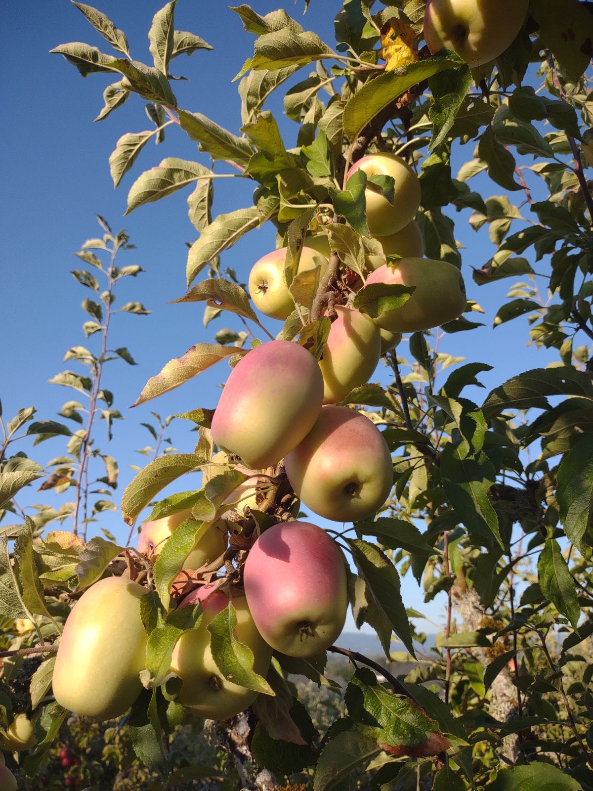 The Kind of Orchard I Love to Visit - by Eric Samuelson