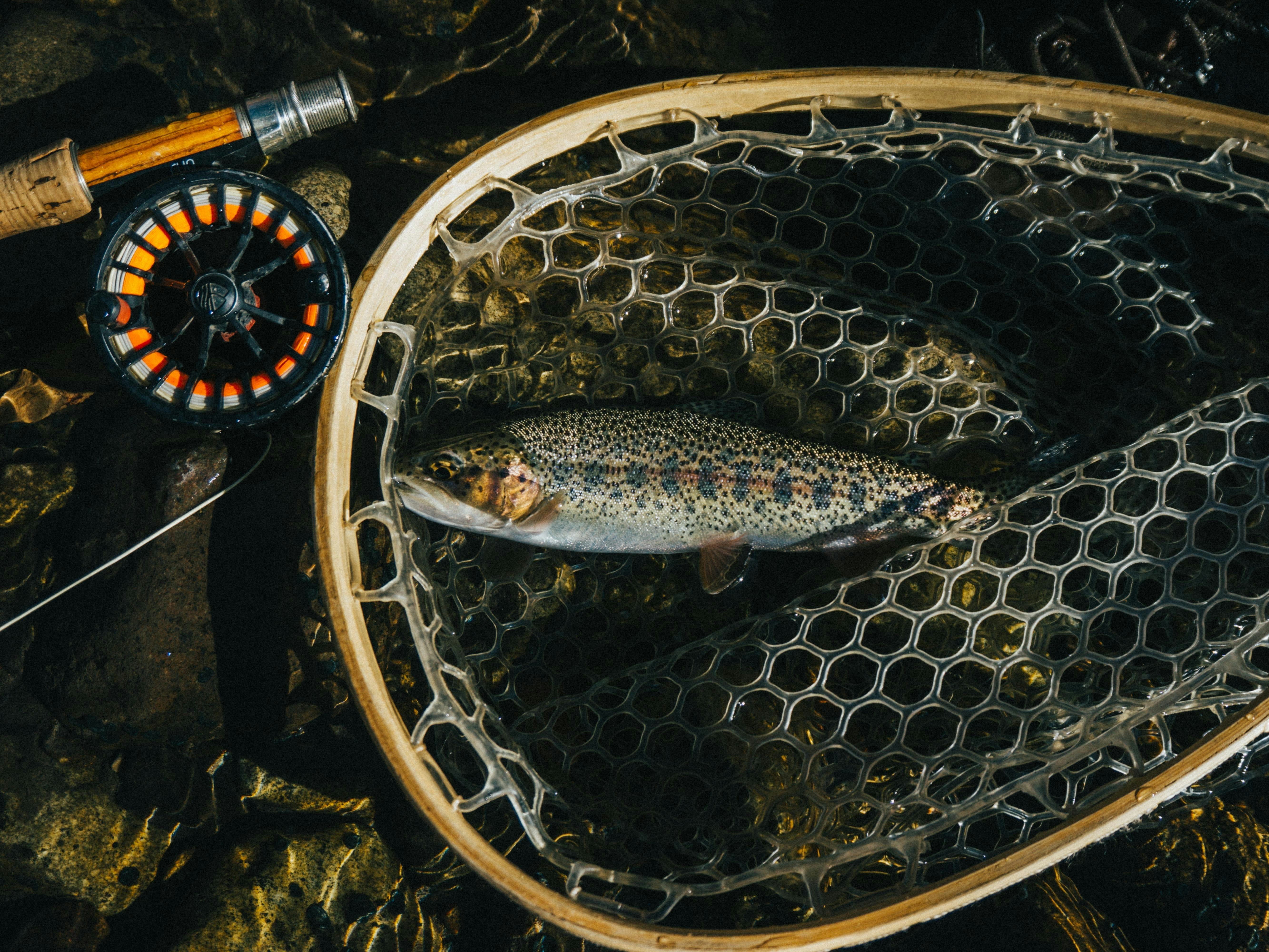 5 Things You Should Know Before You Start Fly Fishing – According to ...