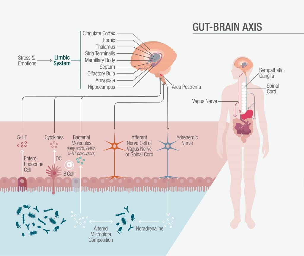 Here's how to actually fix your gut. - by George Ferman
