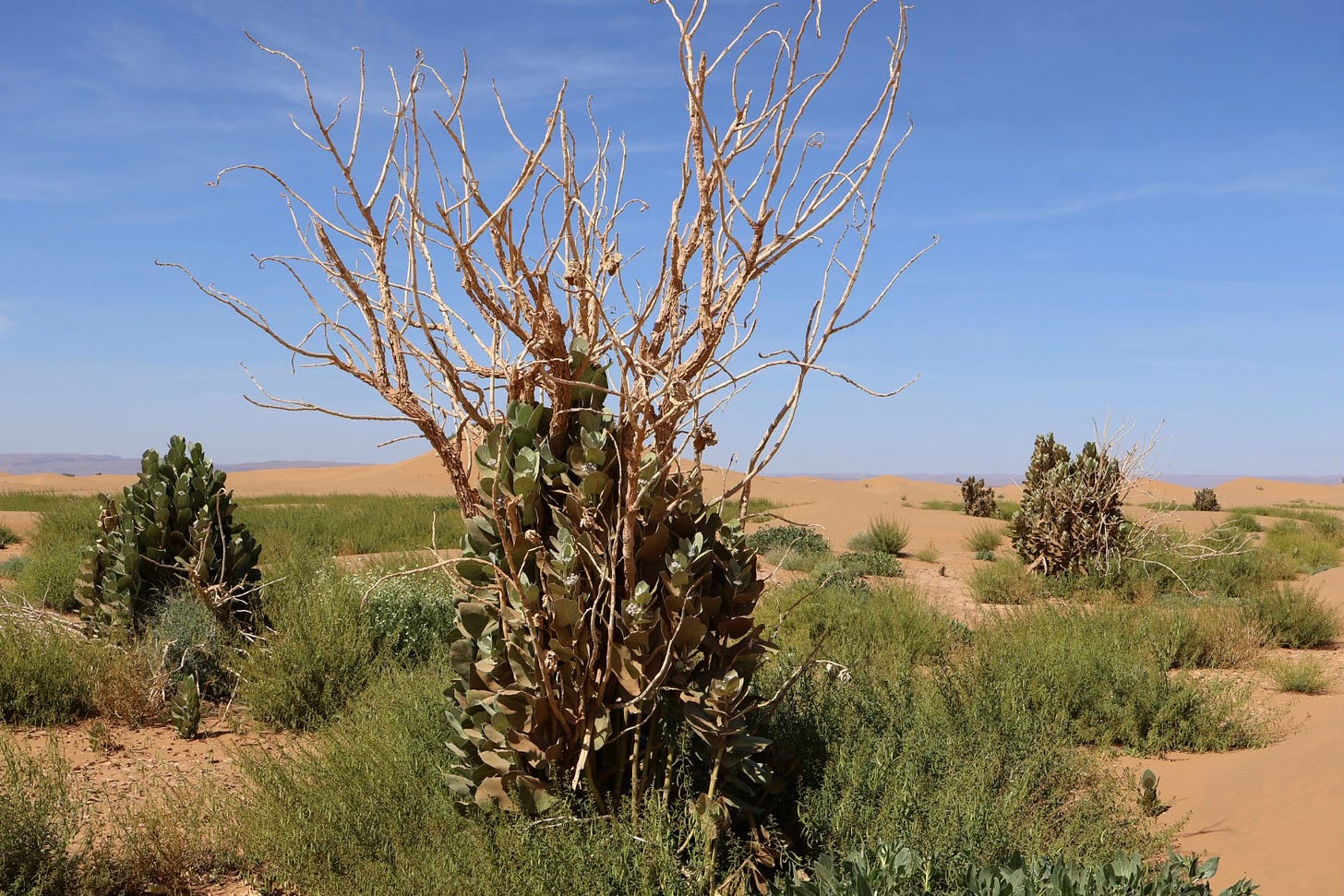 Desert Plants of Morocco: Fascinating Flora of the Sahara