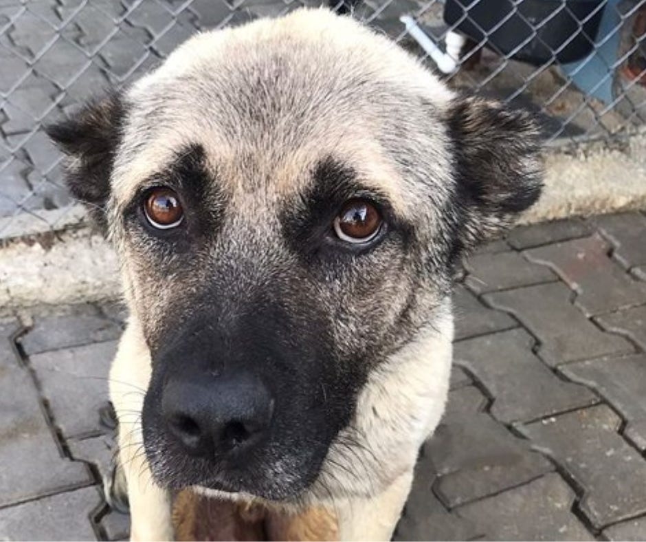 The Animal Welfare Import Bill- Why Mutilated Rescue Dogs Must Not Be ...