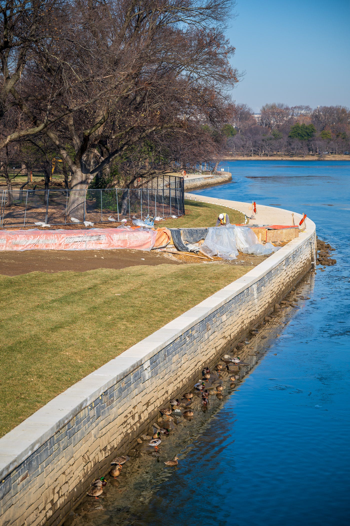 Cherry Blossom Watch Update: December 2025