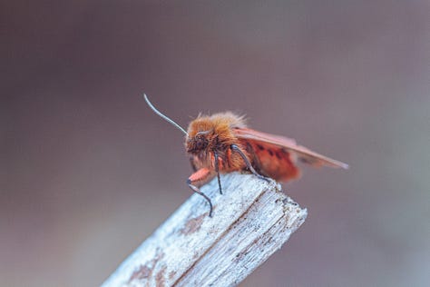 For the love of moths - by Holly - Shutter Squirrel