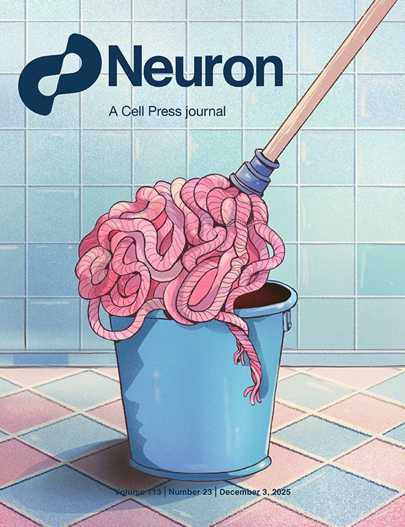 How Our Brain Drains Its Waste Products