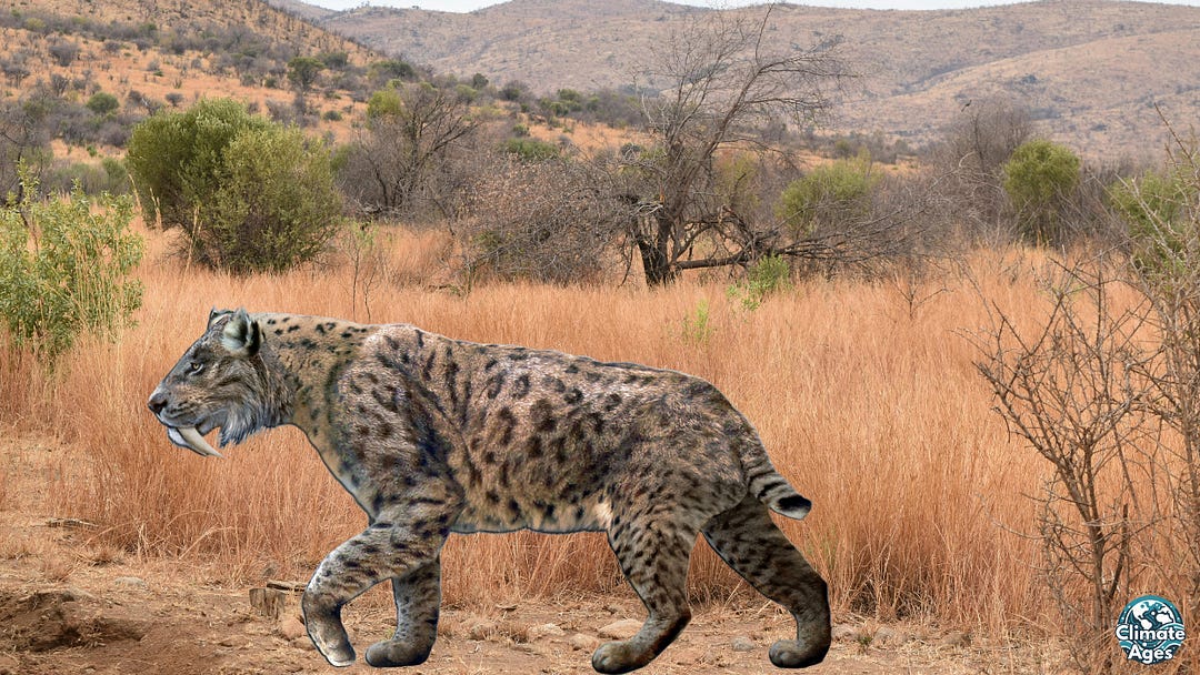 The Real Reason Saber-Toothed Cats Went Extinct