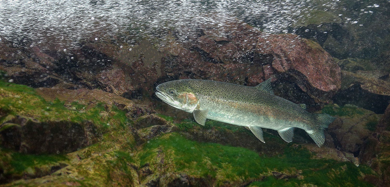 What Winter-run Steelhead Teach Us About Endurance