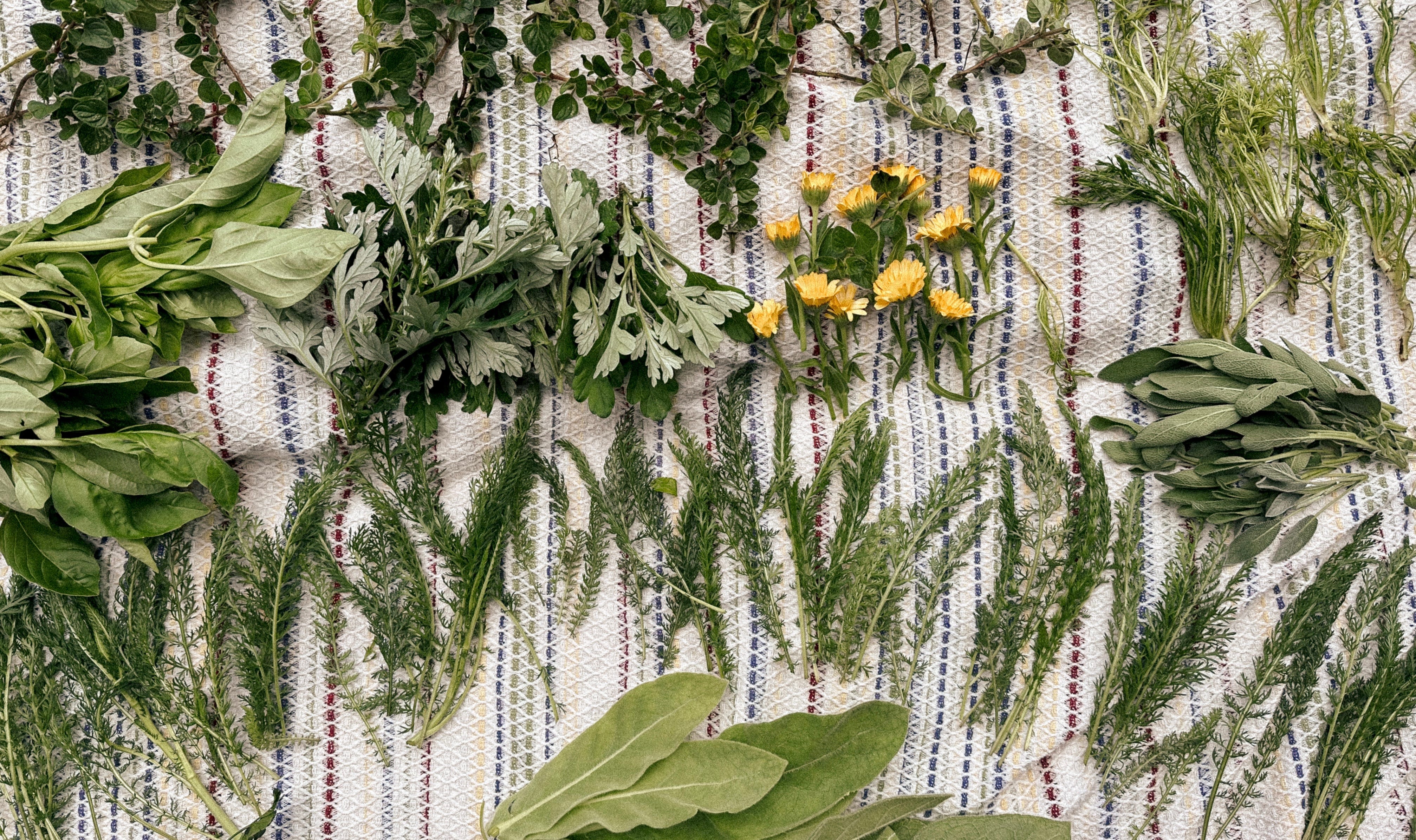 Creating Your Home Apothecary, pt. 1 - by Ebby Moyer