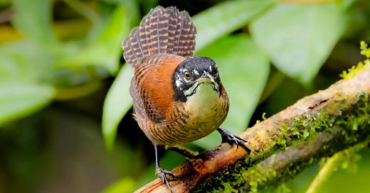 10,000 Birds | Substack