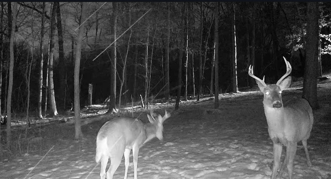 Full Mad King - by Charlie Sykes - To the Contrary