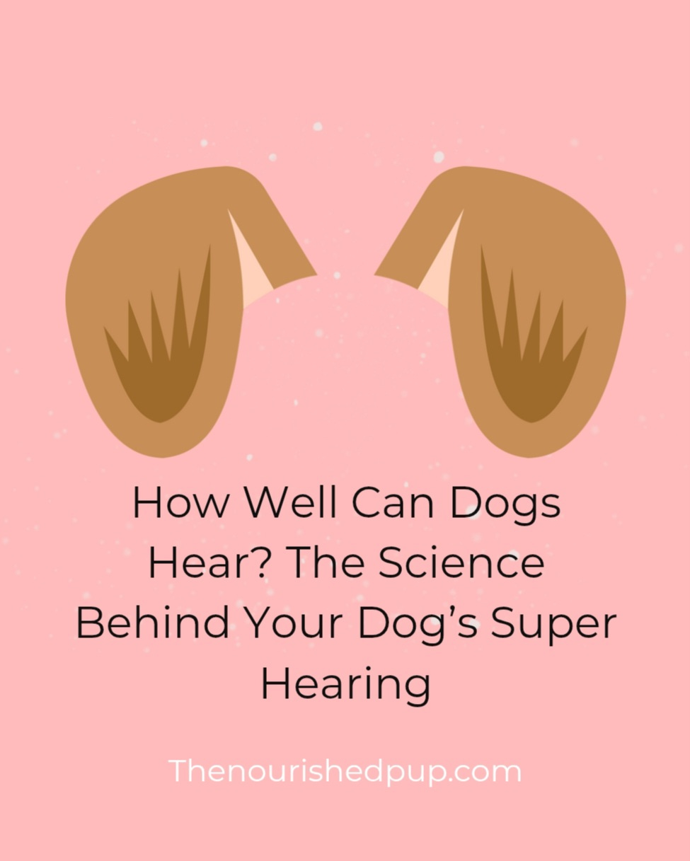 How Well Can Dogs Hear? The Science Behind Your Dog’s Super Hearing