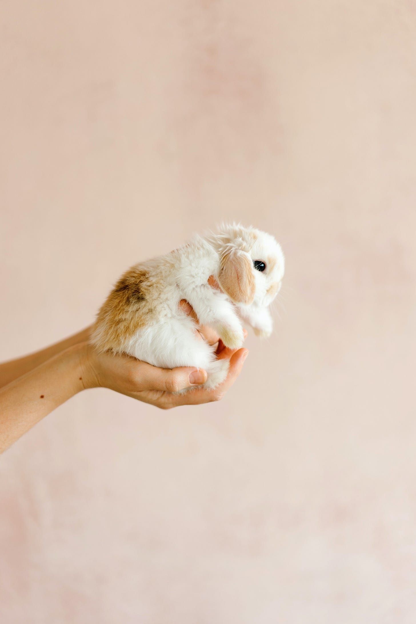 Animal Vocabulary - by Mark J. Little - The Polyglot French
