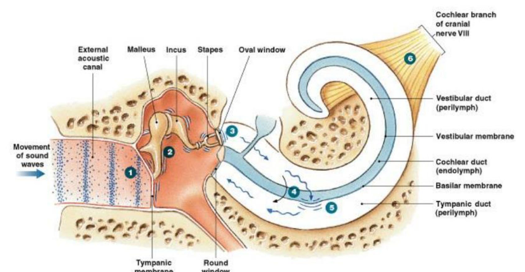 How We Hear: From Sound Waves to Neural Signals