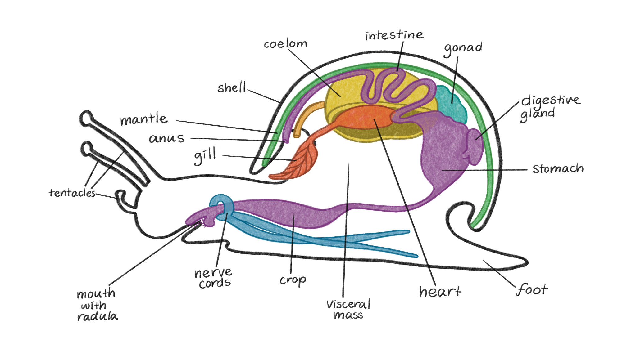 The Shape of Snail - by TheShapesOfSound