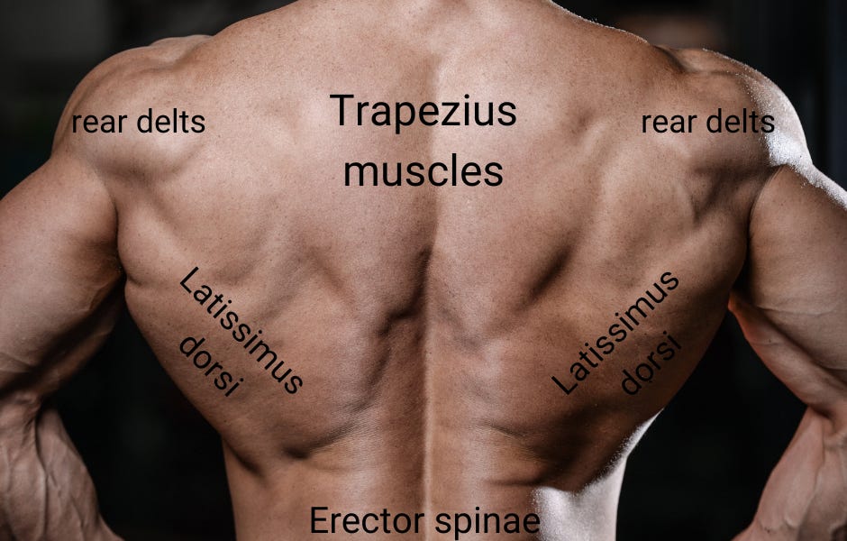 back traps muscle