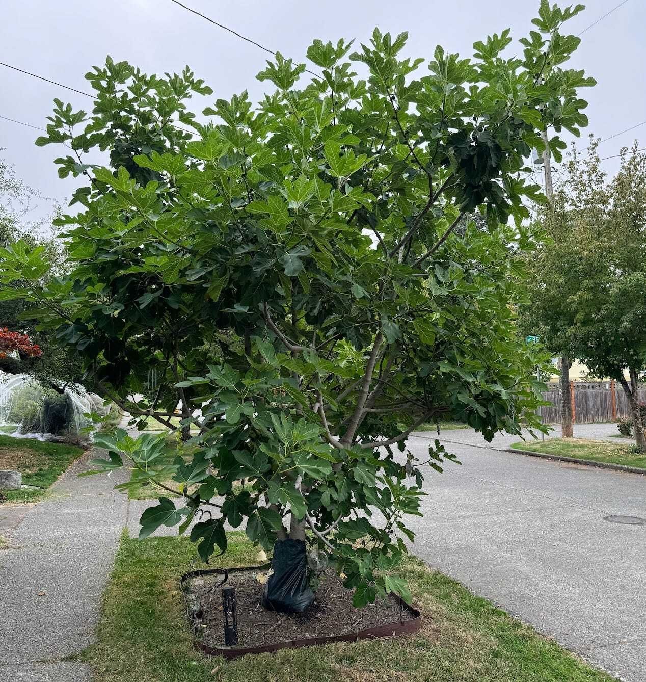 The Happiest Tree in Seattle - by Derek Pharr
