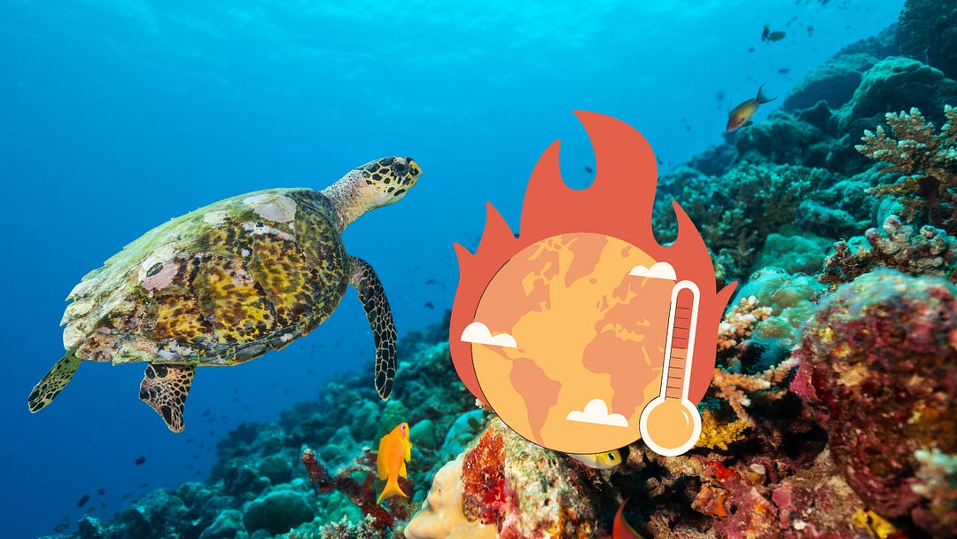 Can Coral Reefs Beat the Heat? A New Study Offers a Surprising Answer