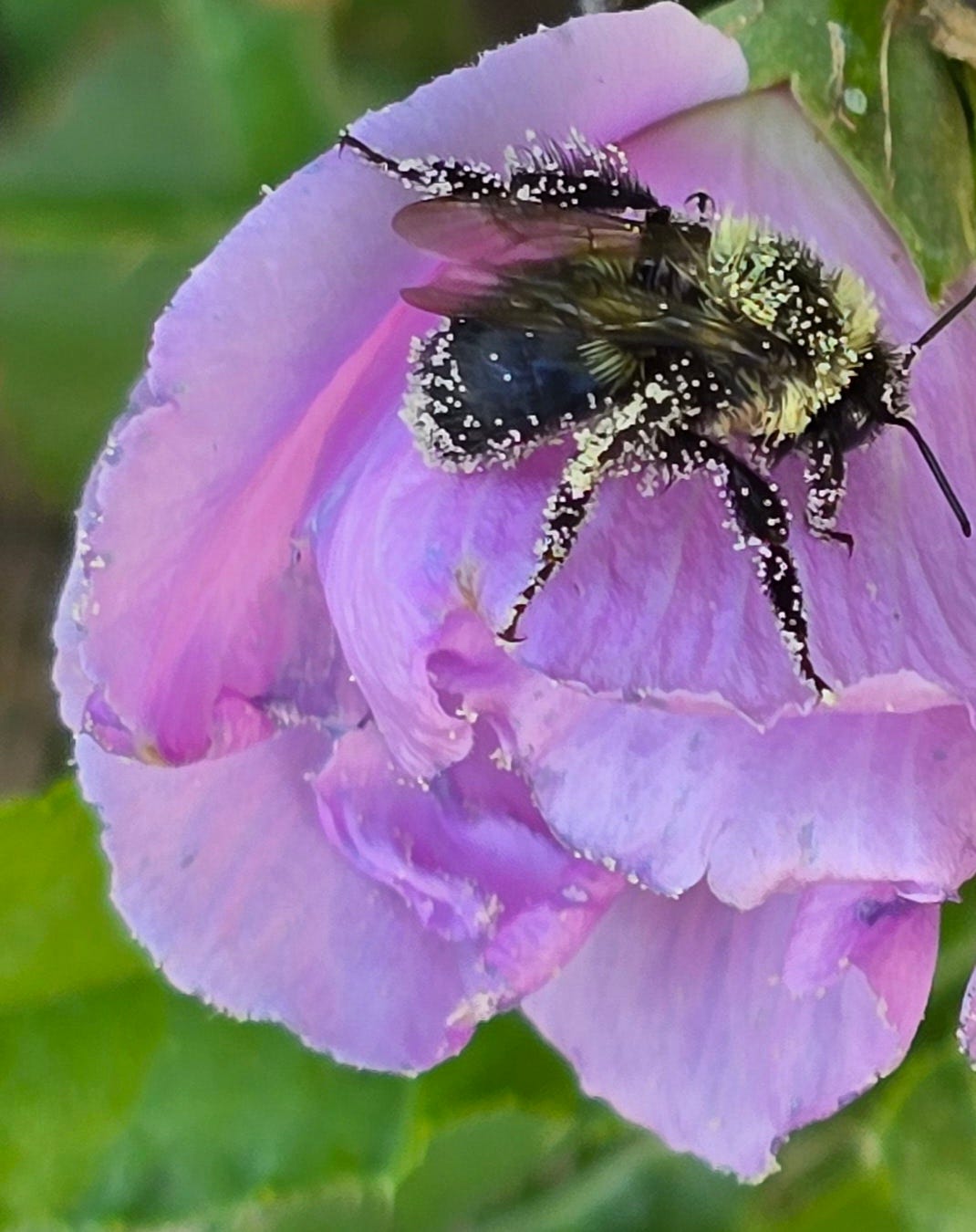 Ring in the love of truth and right,/ Ring in the common love of good ...