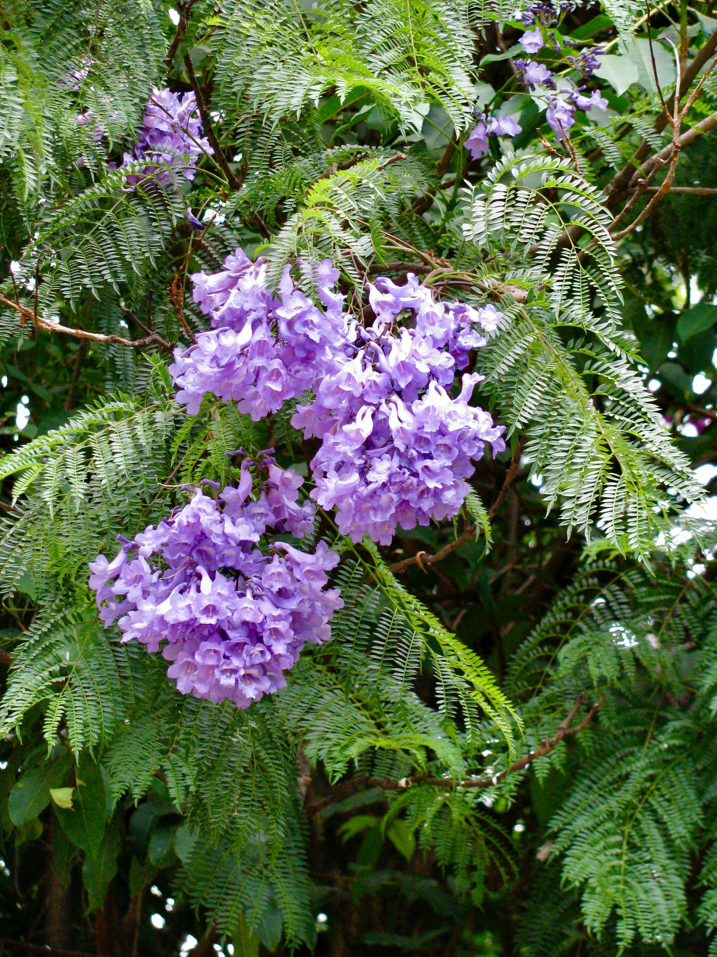 Chapter 11 – Bumping Into Hailu - by Kristin Fellows