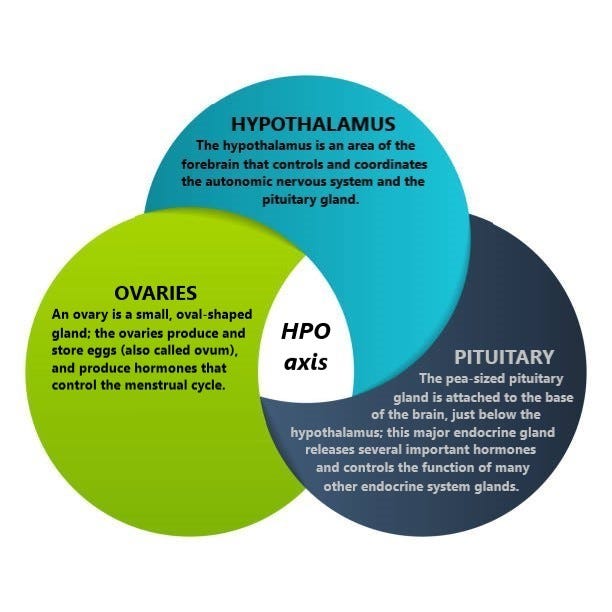 What are hormonal contraceptives and how do they prevent pregnancy?