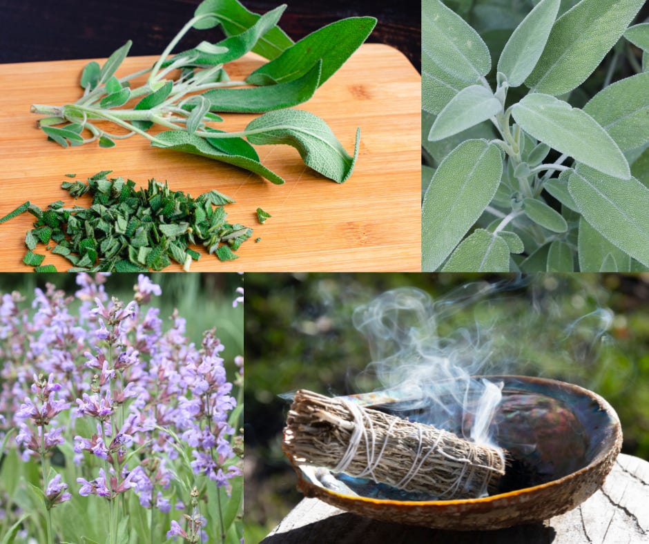 Medicinal Benefits of Common Culinary Herbs: Parsley, Sage, Rosemary ...