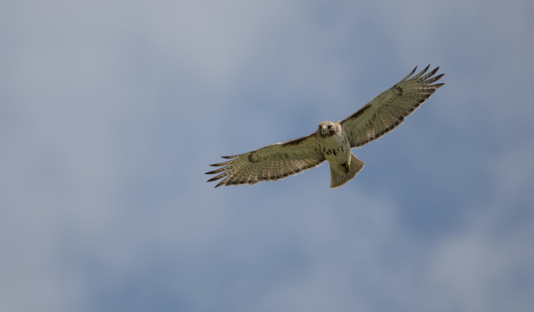 Birding Tip: Finding a Hawkwatch Near You