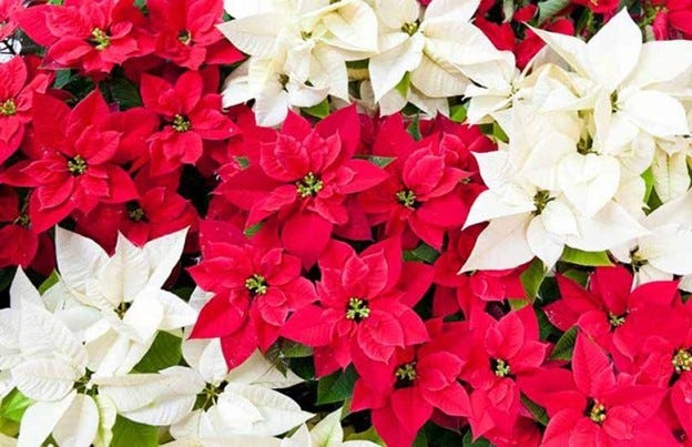 Happy Holidays!! How a Mexican Weed Became the "Christmas Flower"
