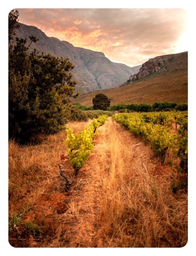 The Old Vine Project A Decade On – Tasting a Selection of Heritage ...