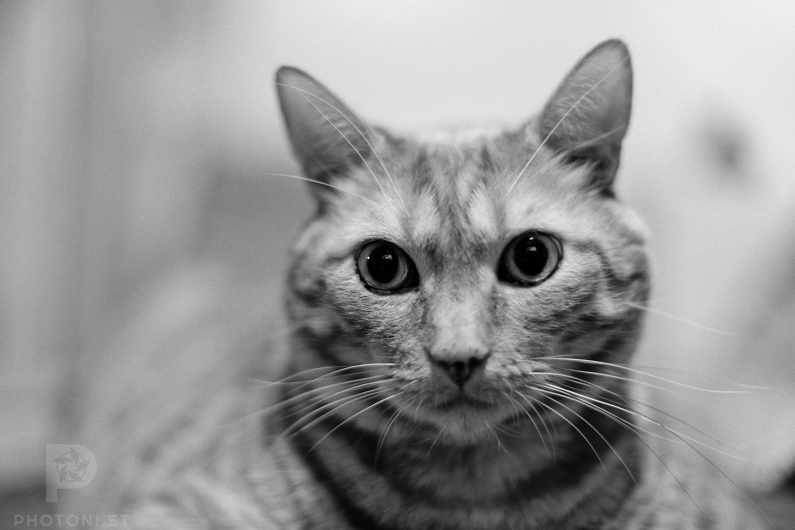 The Hardware Paradox in Photography - by Cedric