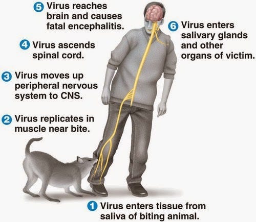 Rabies transmitted from an infected organ donor to a recipient