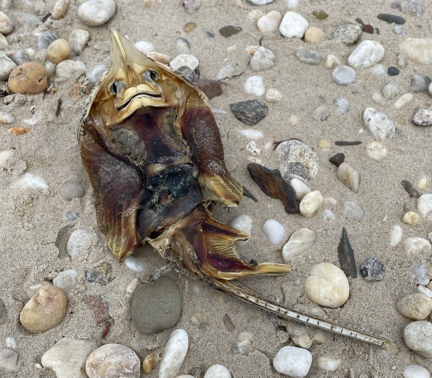 Jenny Haniver: The Bizarre Sea Creature Behind a Centuries-Old Maritime ...