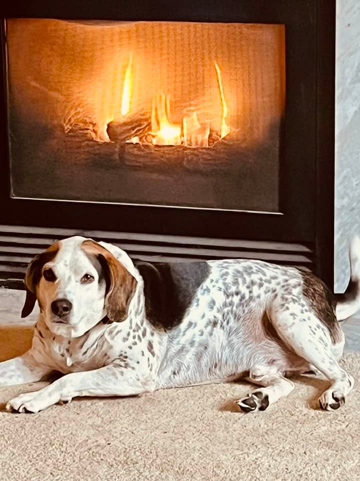 Dogs and Longevity - Heartland Cynic By Gary Blumenthal