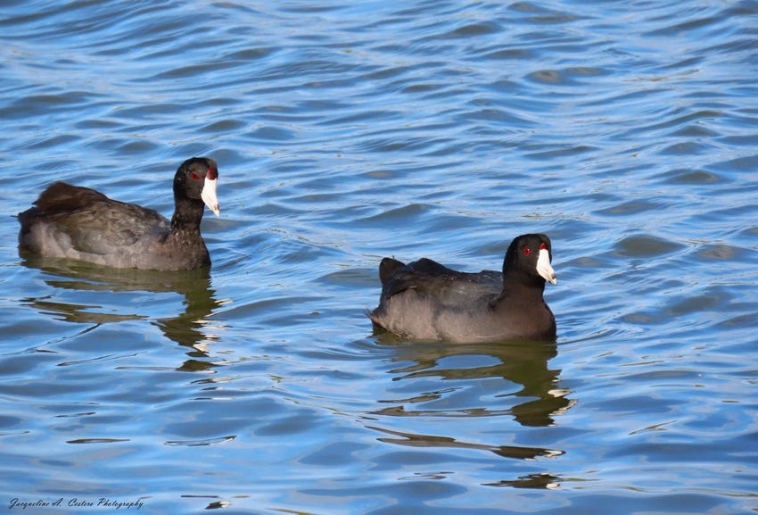 Who are you calling an "old coot?" - by Jackie Cestero
